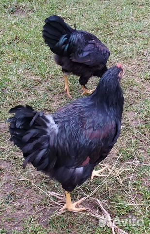 Петухи барневельдеры