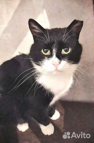 Бусинка ищет дом