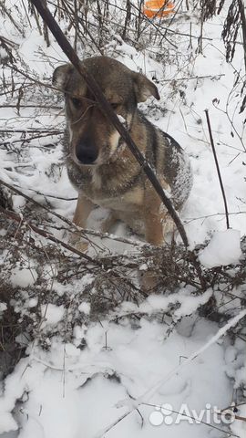Супер охранница ищет дом