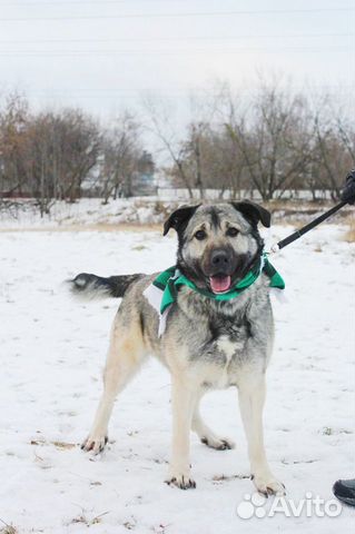 Отдам большую собаку в загородный дом