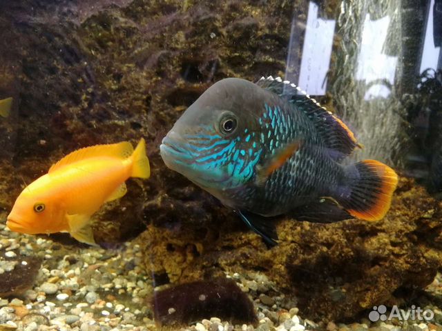 Цихлиды малавийцы и африканцы