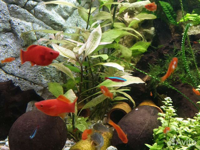 Меченосцы красные