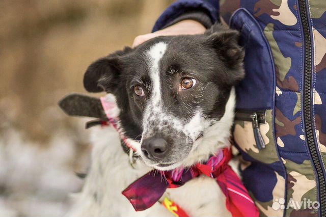 Веснушка- Собака для вашей семьи
