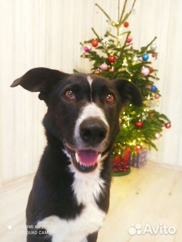 Чудесный Рокки ищет дом