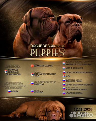 Щенки бордоского дога