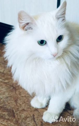 Снежа, красавица кошка