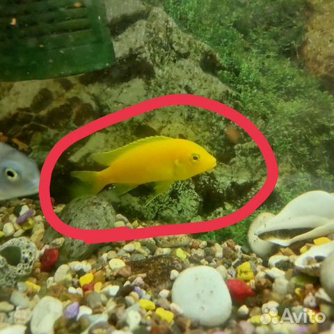 Жёлтая. Дельфин, аквариумная рыбка