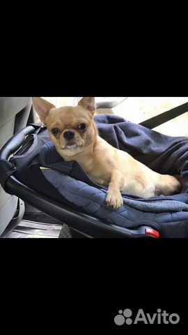 Вязка ищу невесту