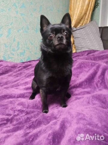 Собака вязка случка