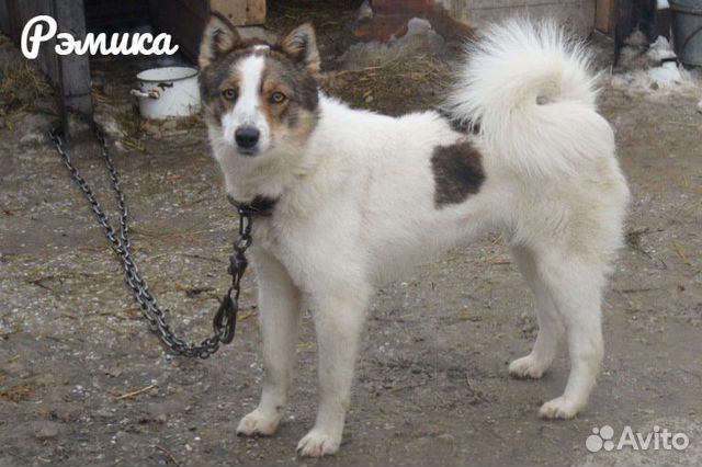 Рэмика - миниатюрная лайка