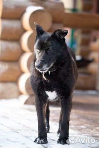 Добрейшая Ночка ждёт семью.Лесной приют