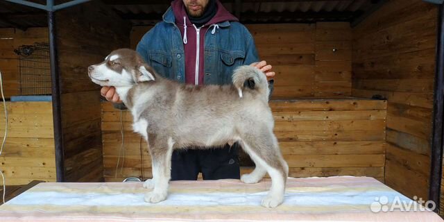 "Малыш" Аляскинскинкого Маламута (Не Хаски не Лайк