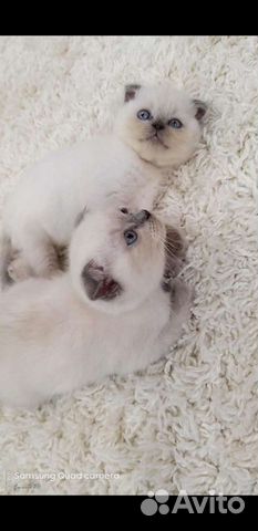 Шотландский котенок