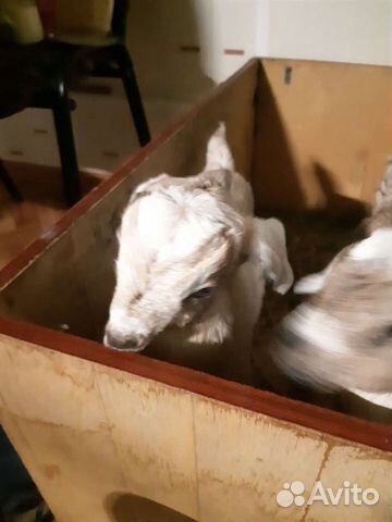 Нубийские козлики