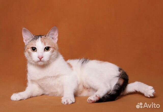 Трехцветная кошечка Маришка 1,1 год в добрые руки