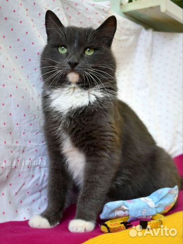 В добрые руки