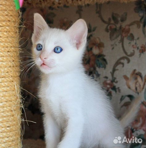 Продаю котят (у девочки глазки разного цвета)