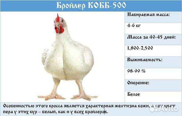Цыплята
