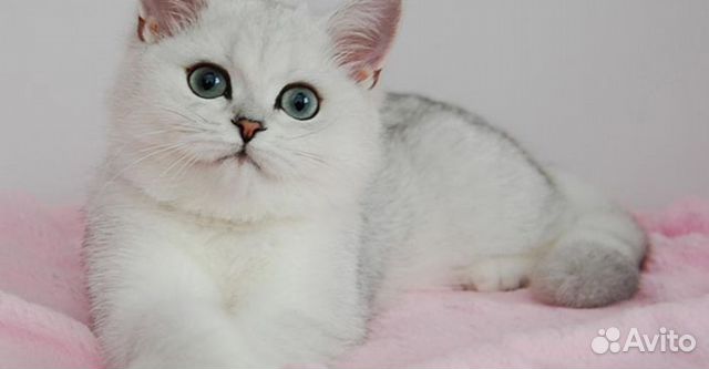 Подрощенный котенок девочка