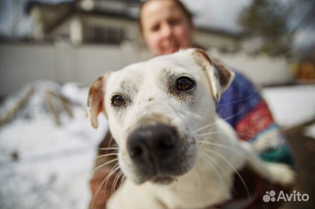 Ищет дом мелкий пёсик Вайсик