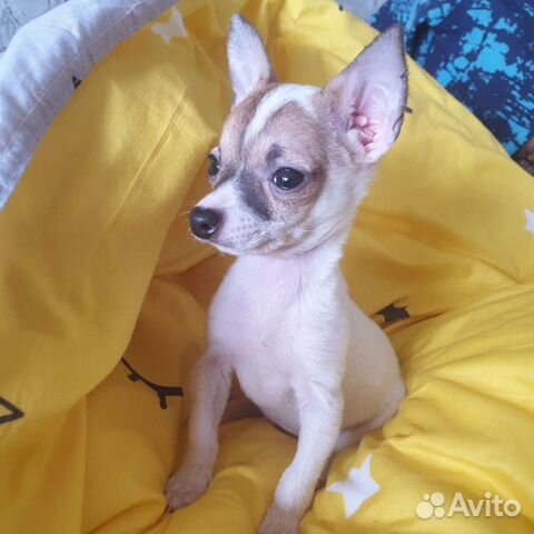 Мини той-терьер