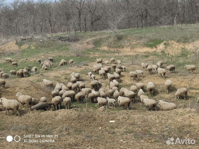 Ярки мериноса