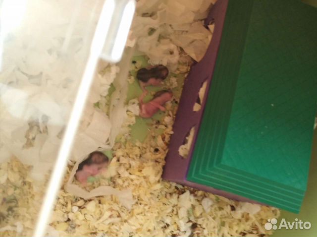 Джунгарские хомяки