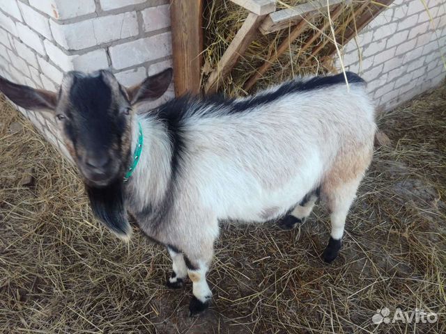 Козел на покрытие