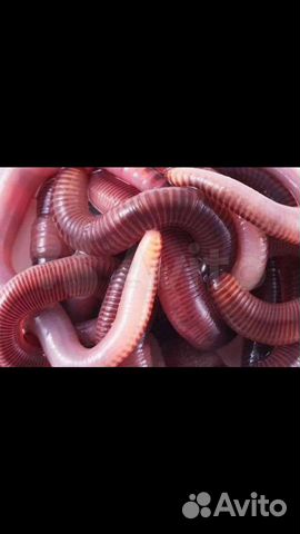 Черви Красные новозные