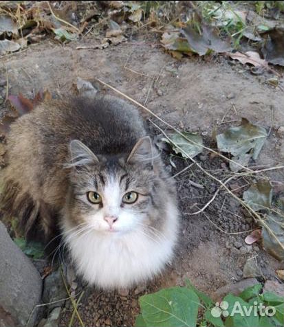 Кошка в дар