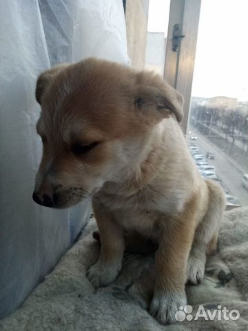 Щенок, мальчик, дворянин, возраст 2 месяца, отдает