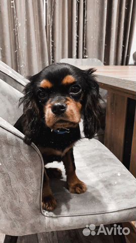 Кавалер кинг чарльз спаниель