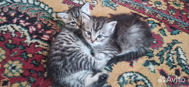 Полубританец, полурусский