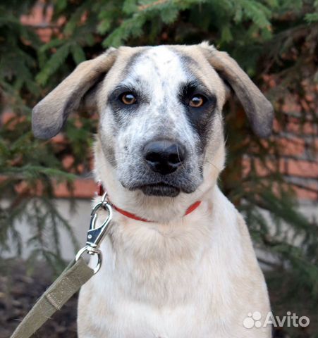 Щенок 8 мес. помесь фенотип курцхаар стерилизована