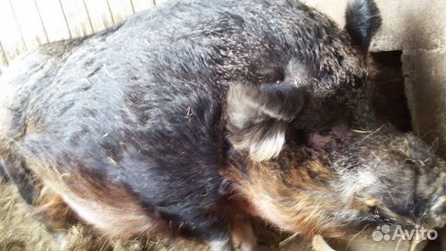 Кастрированный хряк на мясо