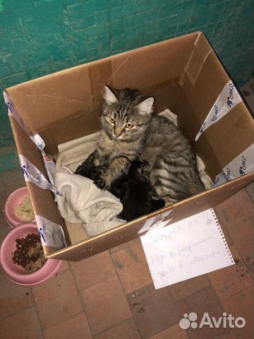 Котята в добрые руки
