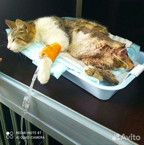 Кошечку порвала собака.Ей нужна помощь
