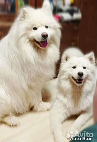 Продаются щенки самоеда
