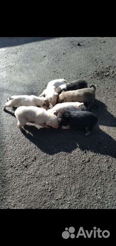 Собаки,щенята