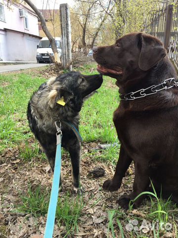 Собака, маленького роста, ниже колена, стерилизова