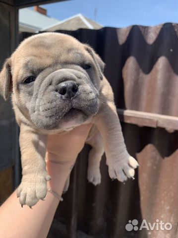 Американский булли покет