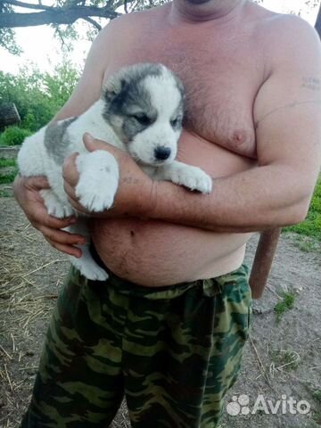 Щенки сао (Алабайчики)