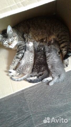 Котята в добрые руки мальчики