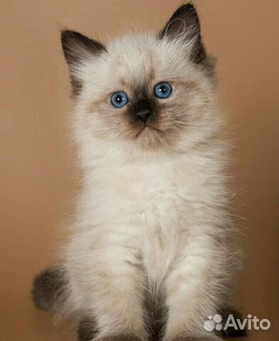 Невская маскарадная