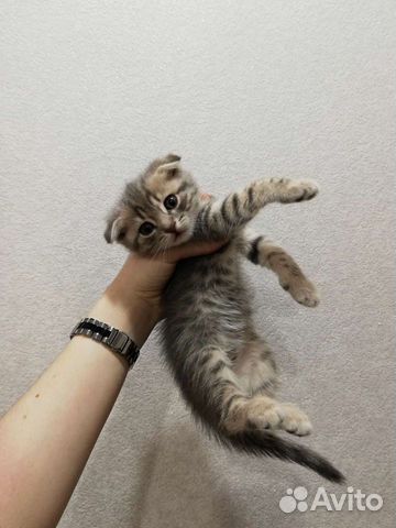 Шотландские вислоухие котята