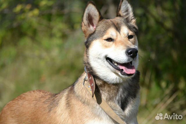 Метиска лайки в дар