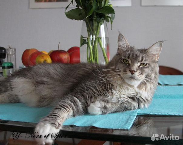 Взрослая кошка для самых лучших людей