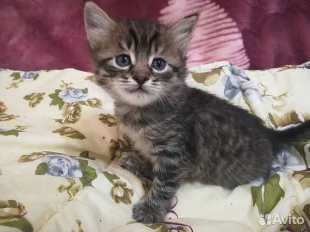 Котик