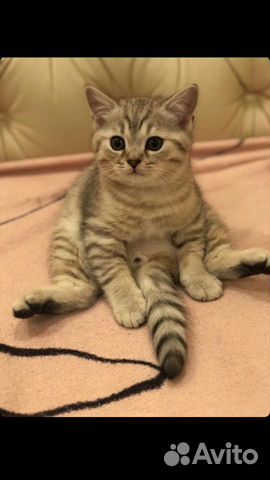 Кот Британский