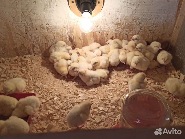 Цыплята бройлеры росс-308 суточные